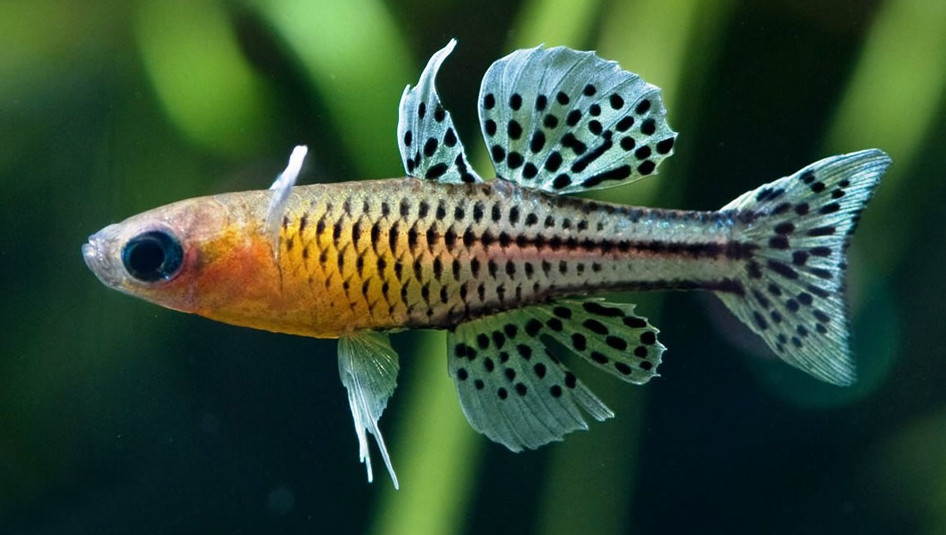 Gertrudae Rainbow Fish